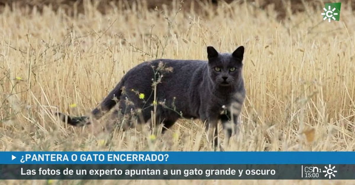 ¿Pantera o gato?