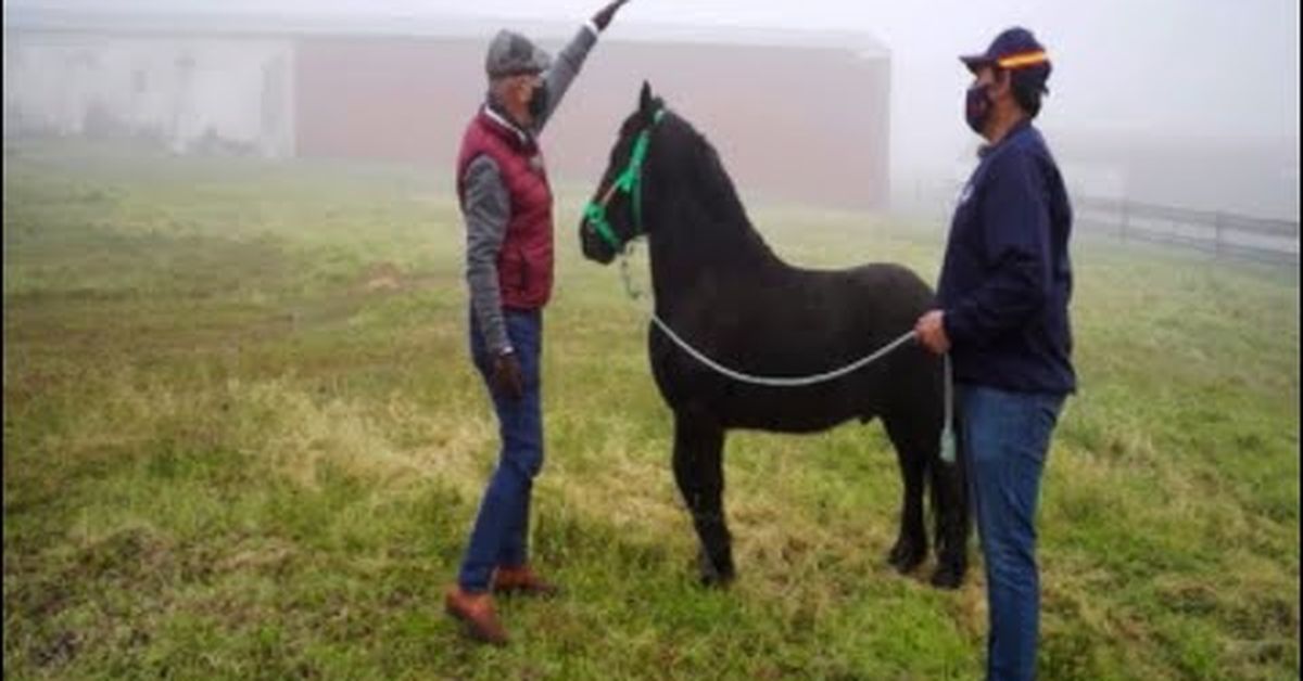 Caballo frisón enano cordobés: ejemplar único en España de la yeguada ...