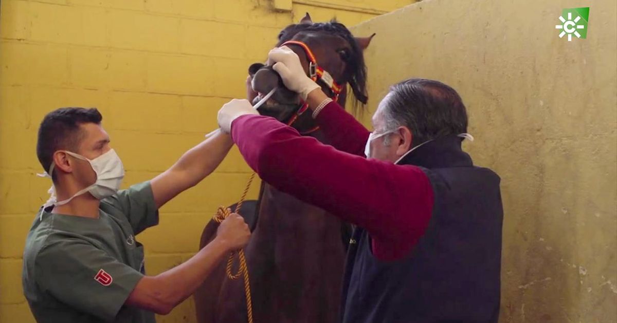 Medidas tajantes contra la rinoneumonitis equina