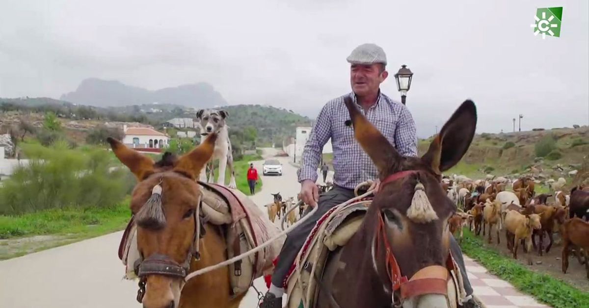 Sin mulo ni burro es imposible el trabajo tradicional del campo