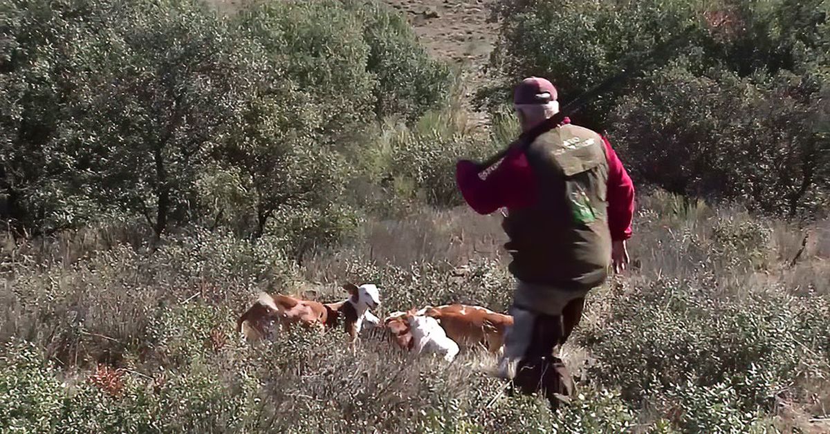 Los podencos andaluces, los mejores aliados en la caza del conejo