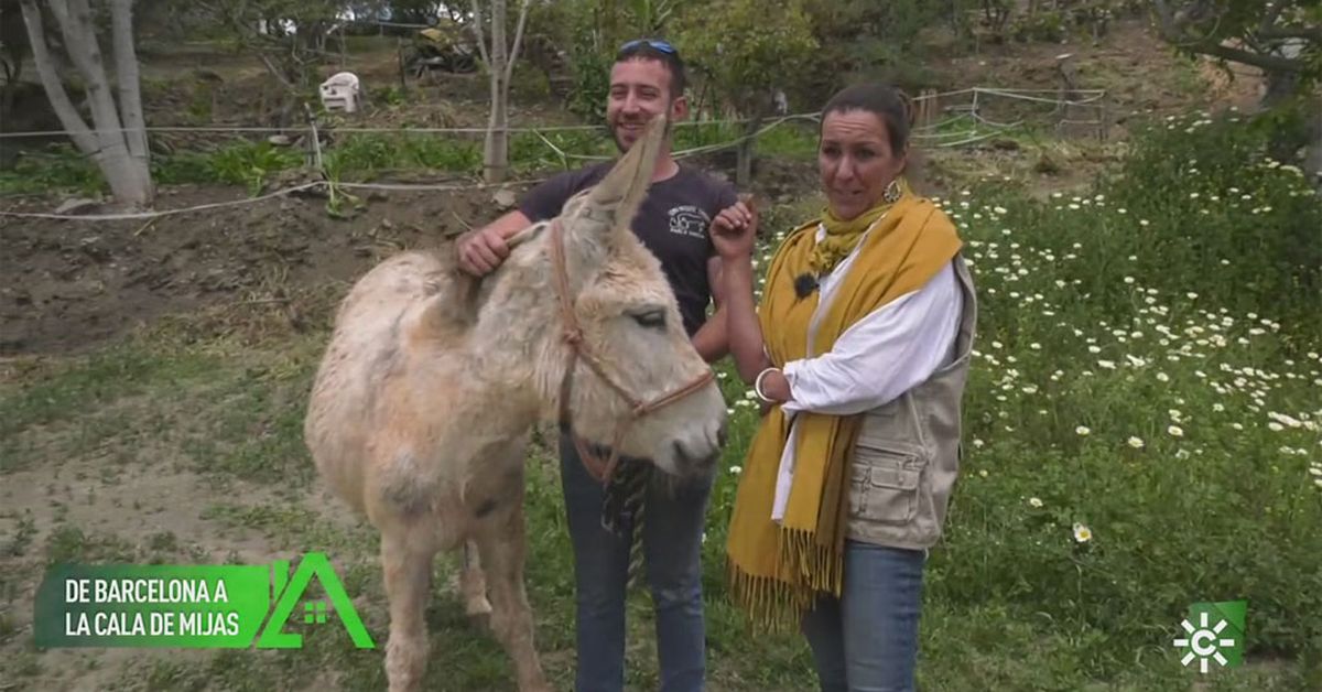 Está al frente de un santuario para burros maltratados y abandonados en ...