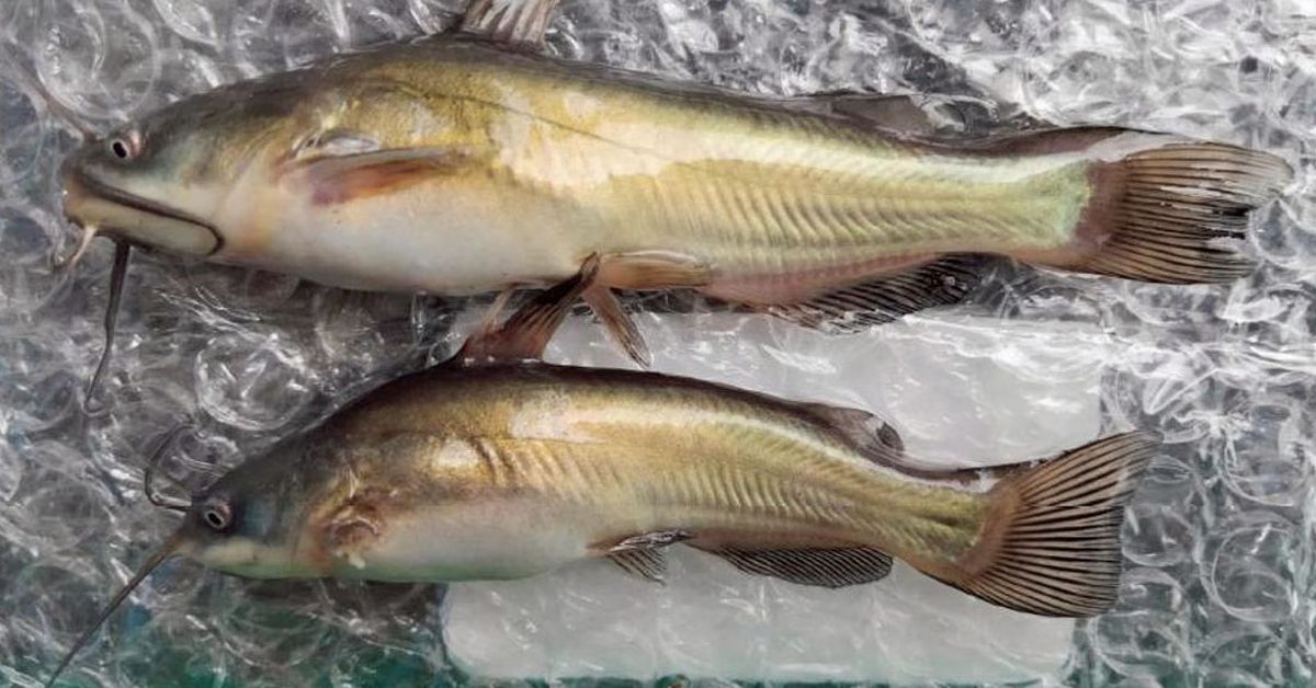 El pez gato, detectado en el Guadalquivir a su paso por Córdoba