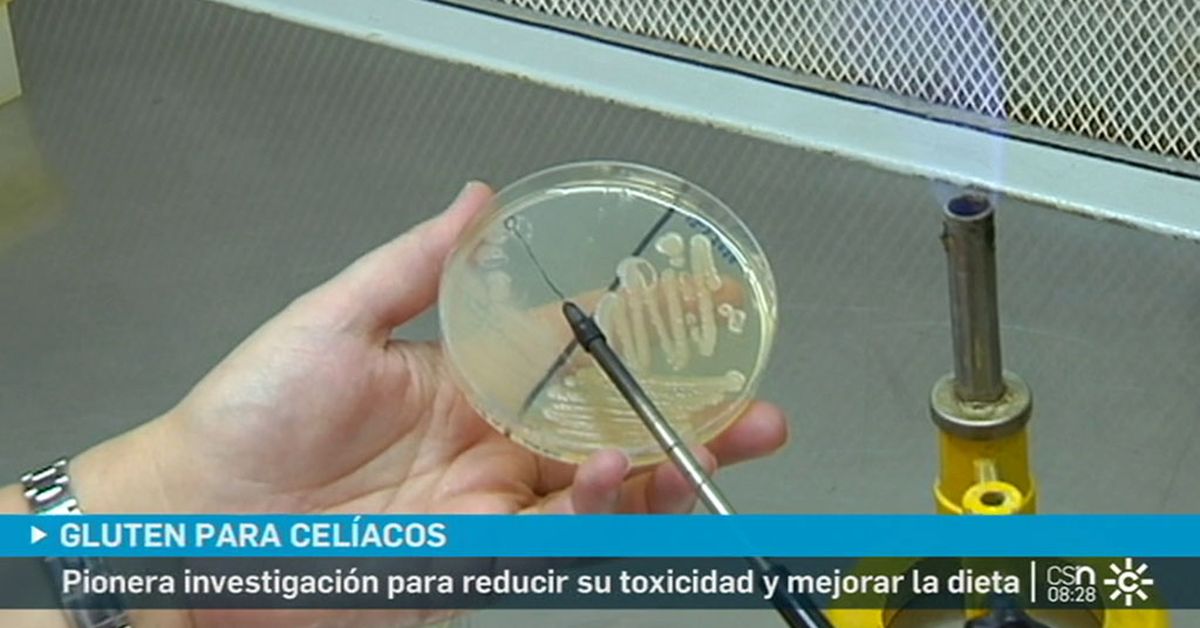 Descubierta una bacteria que reduce la toxicidad del gluten