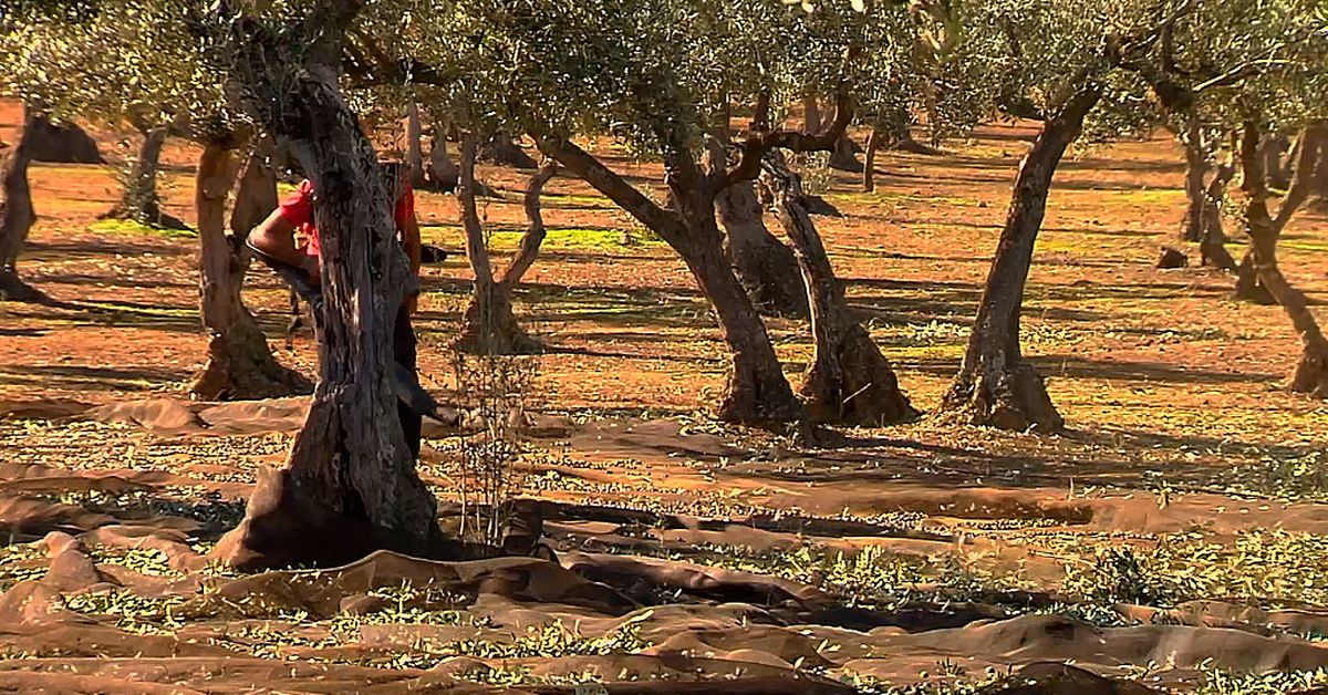 Aceite 'pico limón', una variedad sevillana que acumula premios ...