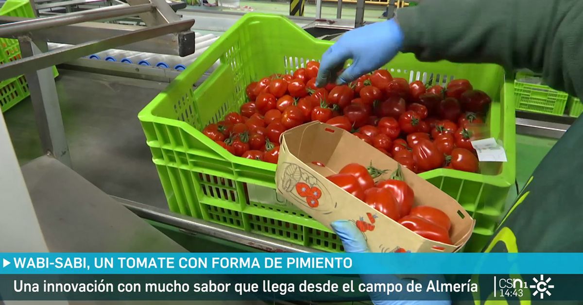 Wabi-Sabi, el nuevo tomate de Almería con forma de pimiento