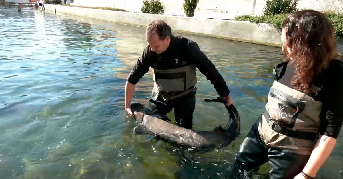 El primer caviar beluga ecológico del mundo se produce en Andalucía