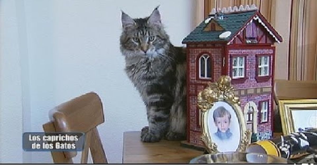 "Lindo gatito": Los caprichos de los gatos