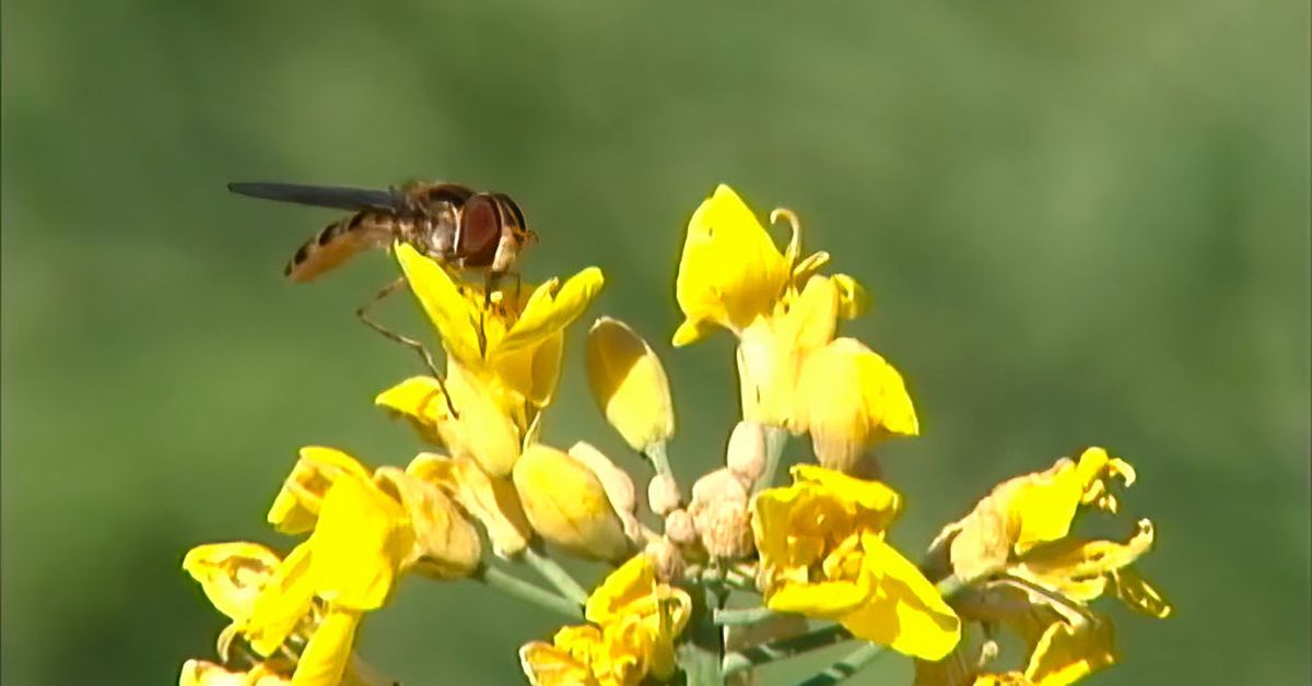 La importante labor de los insectos polinizadores en parques urbanos