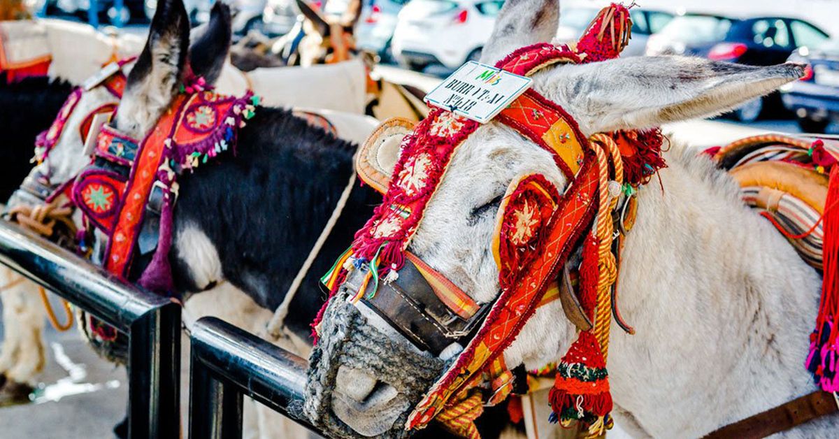 Los Burro Taxis de Mijas pasan la ITV