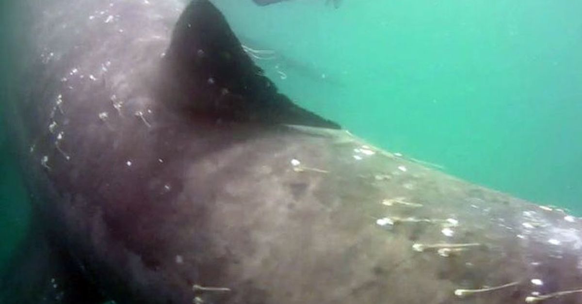 Un tiburón peregrino de 8 m en la costa granadina