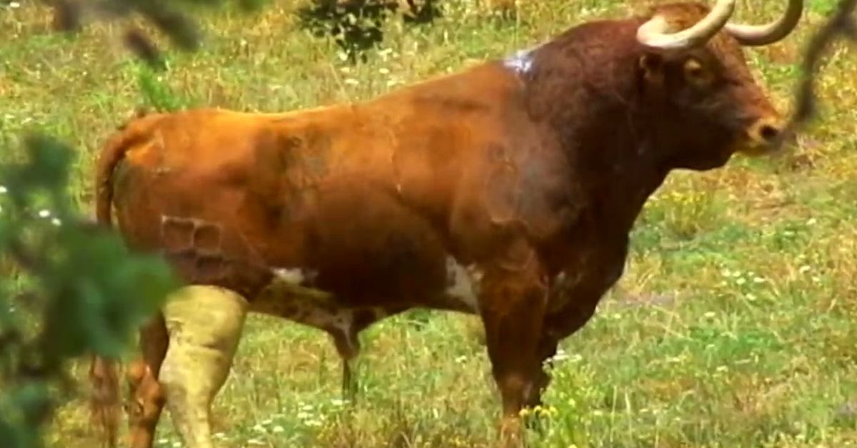 El toro escayolado, un líder destronado