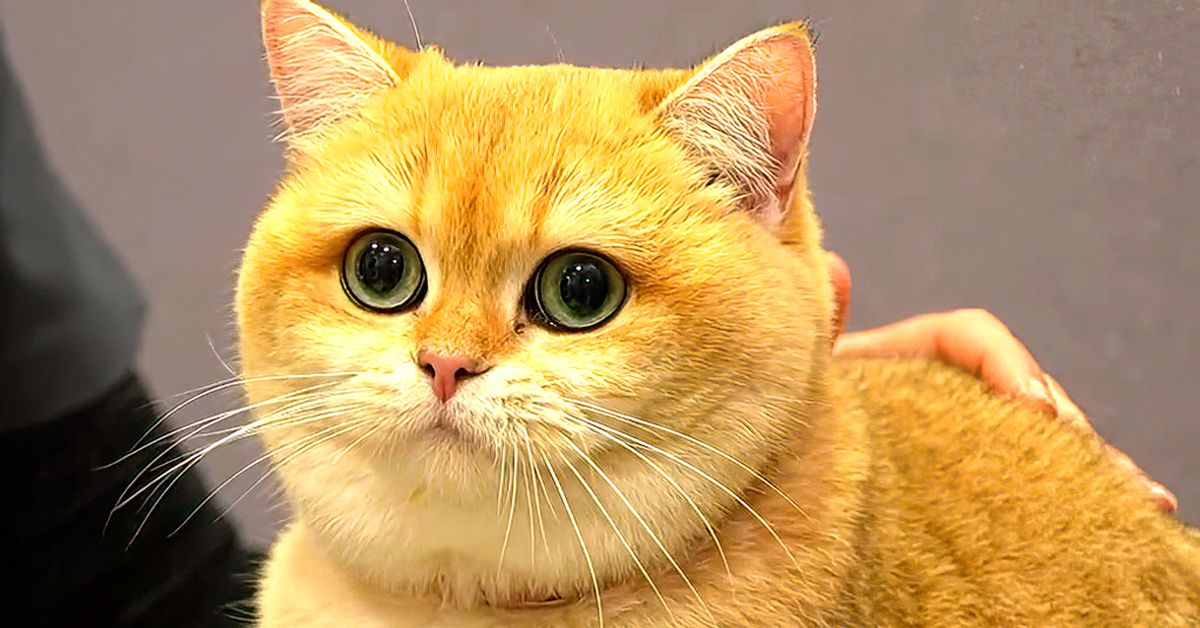 Principales problemas dermatológicos de los gatos y su tratamiento