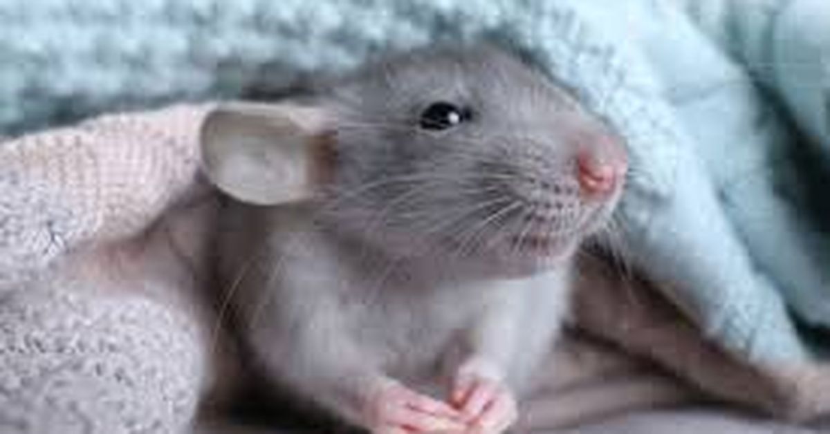 Las ratas captan el ritmo de la música y mueven la cabeza con él