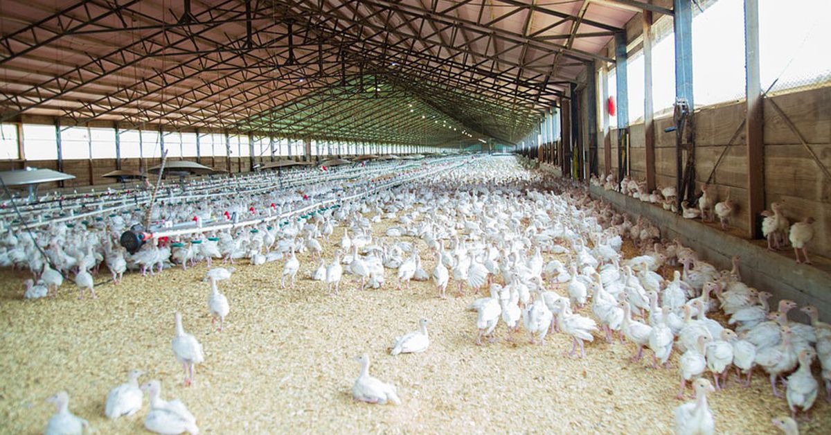 Declarado un foco de gripe aviar en una explotación de pollos en Huelva