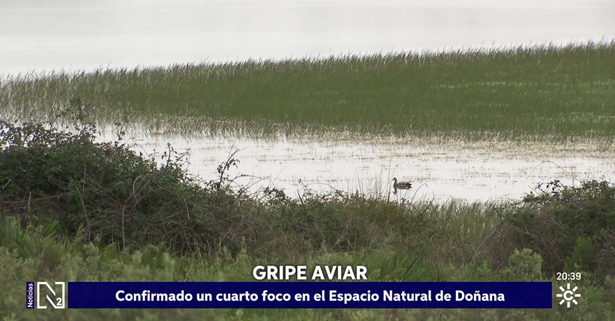 Confirmado un nuevo foco de gripe aviar en el entorno de Doñana