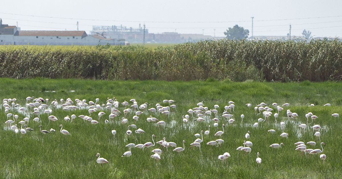 La gripe aviar llega a las puertas de Doñana con un caso aislado en ...