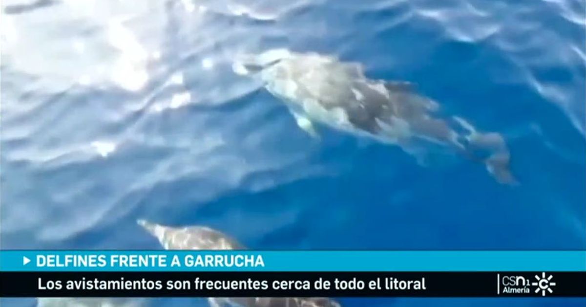 Delfines frente a Garrucha