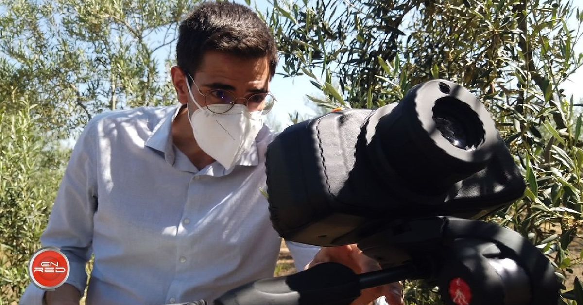 Nuevas tecnologías al olivar de mesa, en "EnRed"