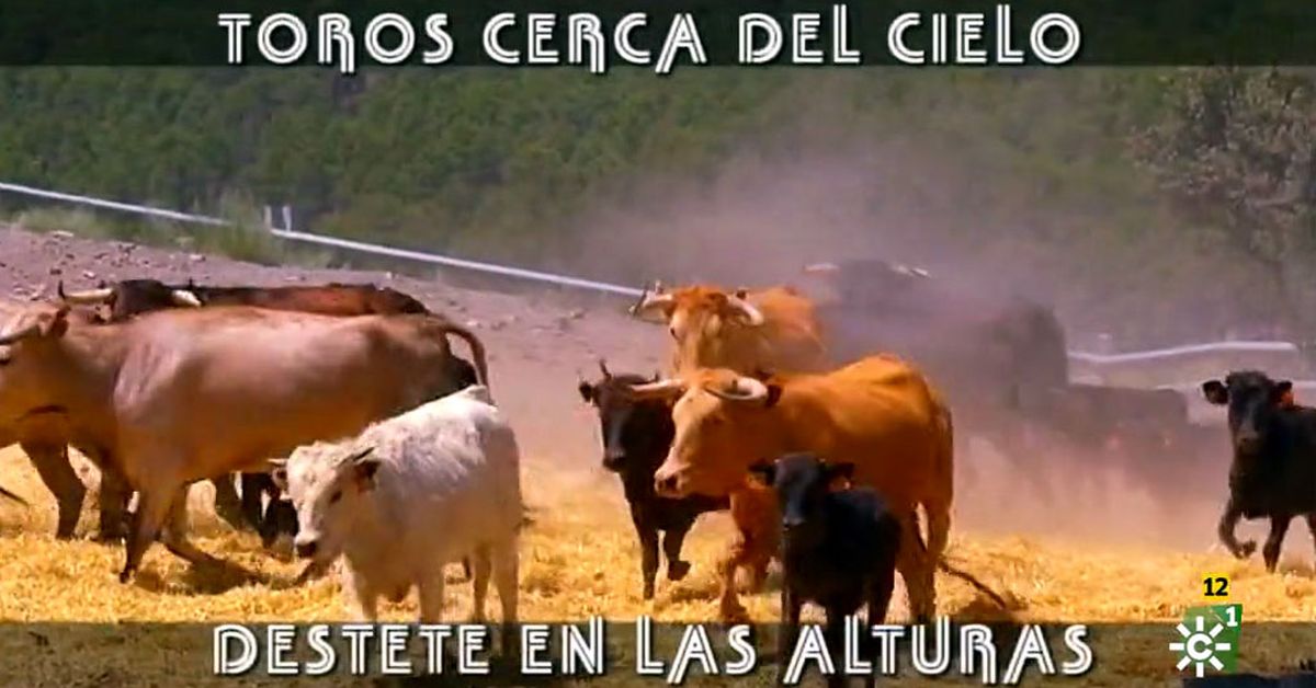 El destete de unos toros cerca del cielo