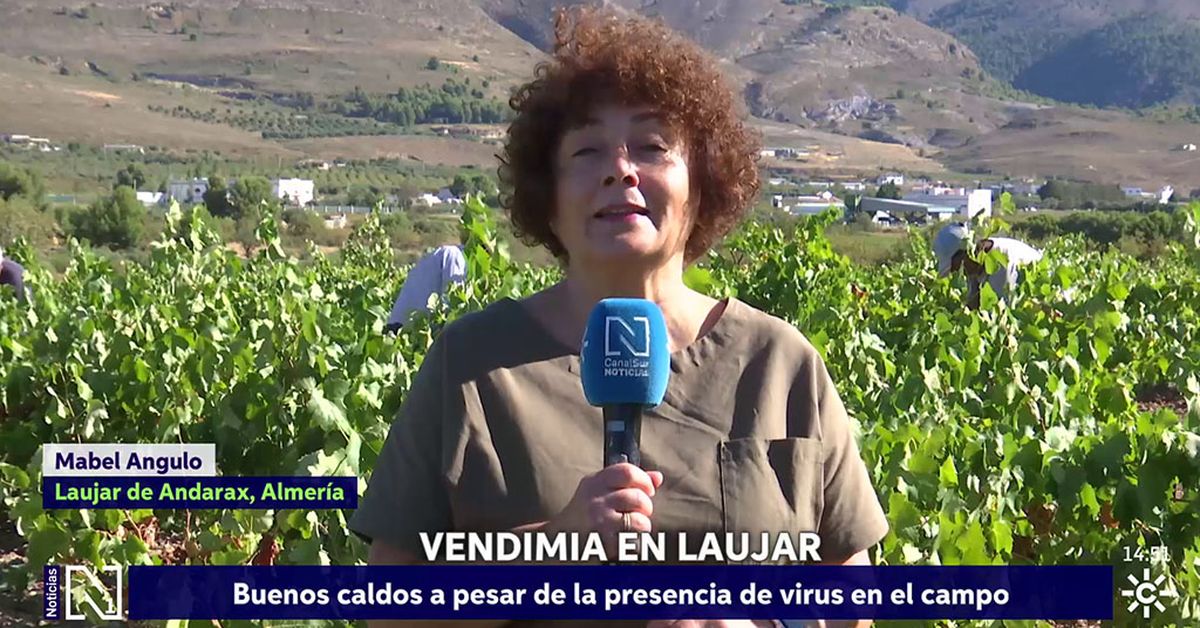 La vendimia de la comarca de Laujar, la más tardía de Andalucía
