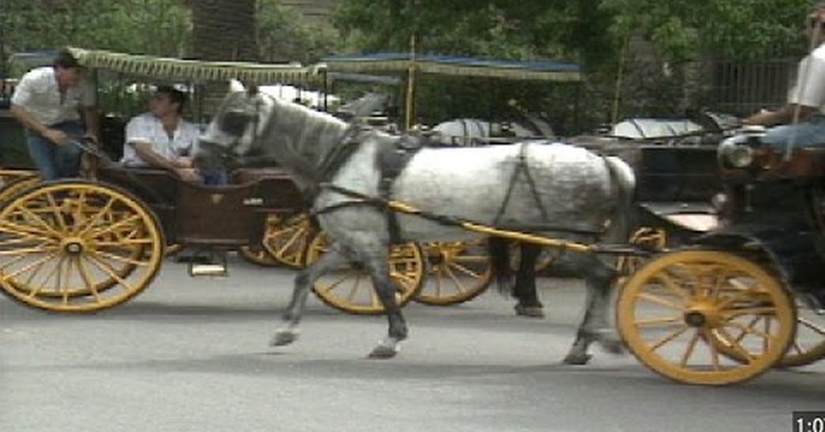La peste equina y los cocheros de Sevilla (1989)
