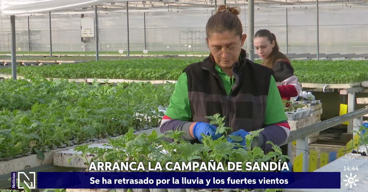 Comienza una campaña de sandía retrasada por la lluvia y los fuertes ...