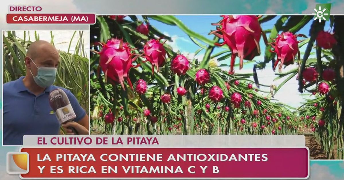 La pitaya o fruta del dragón, una fruta tropical muy de moda, de lo más ...