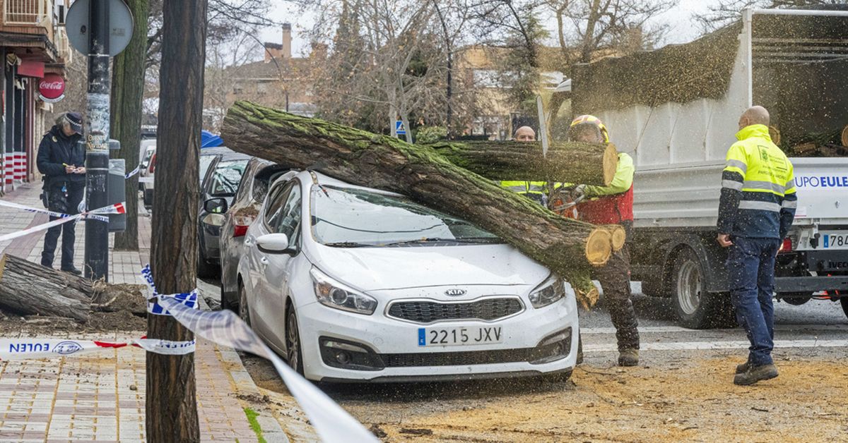 Carreteras cortadas y caída de árboles, principales consecuencias de ...