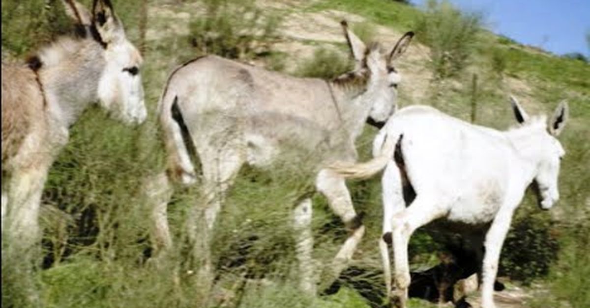 Burros felices en Morón: el amor de Francisco Gil por los caballos en ...