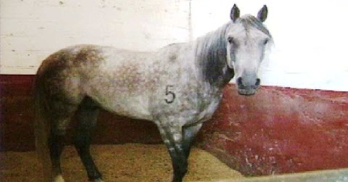 Brote de peste equina en Andalucía (1989)