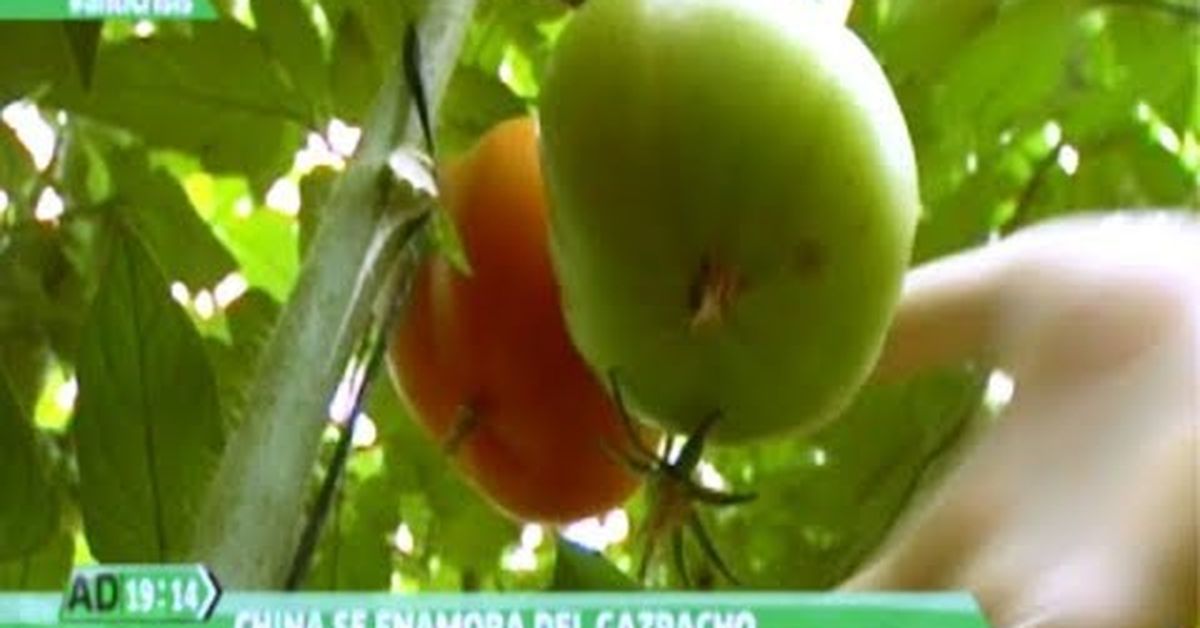 Biosabor: gazpacho ecológico para China | Medallas de Andalucía 2019