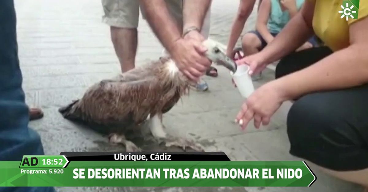Los vecinos de Ubrique socorren a los buitres leonados que caen a las ...