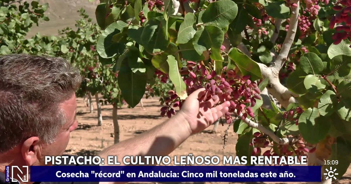 El pistacho bate récords en Andalucía, con cinco mil toneladas previstas