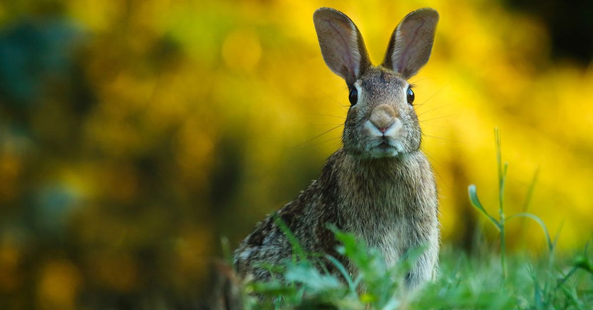 La caza de conejos con podencos, en "Lances"