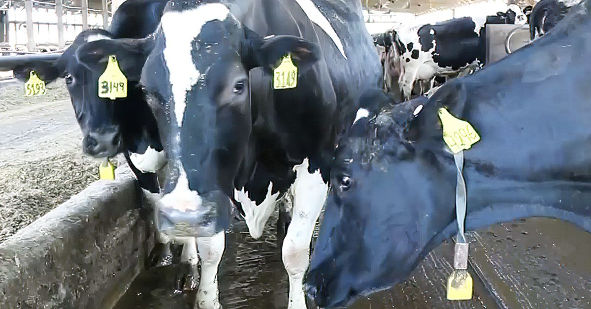 Alimentar a las vacas con algas para evitar la emisión de metano a la ...