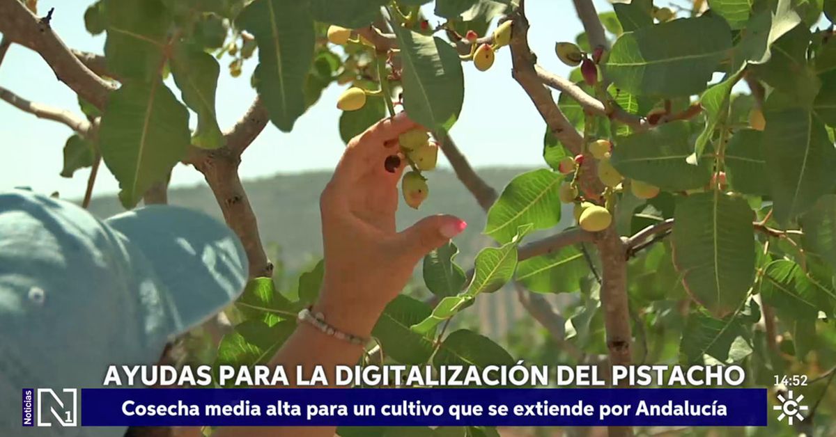 Ayudas para la modernización y digitalización del cultivo del pistacho