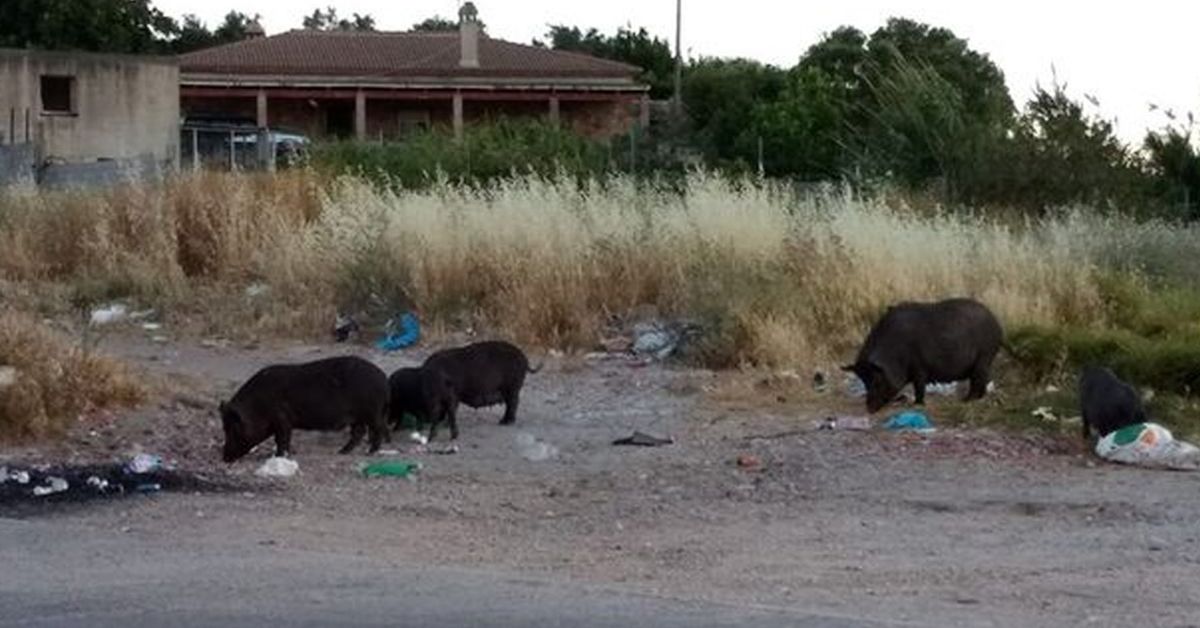 Cerdos vietnamitas campan a su anchas por las calles de Algeciras