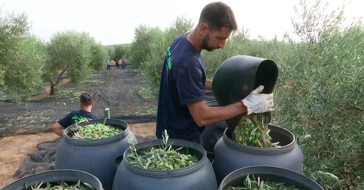 La gordal cornezuelo, una aceituna de Bailén única en el mundo