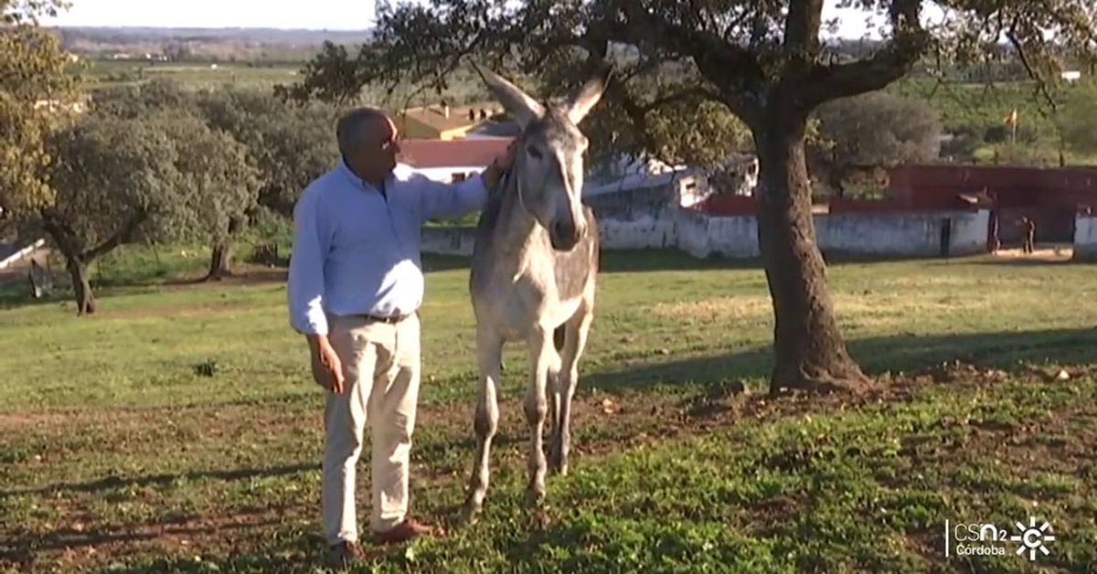 En Córdoba se proponen salvar al asno andaluz de la extinción