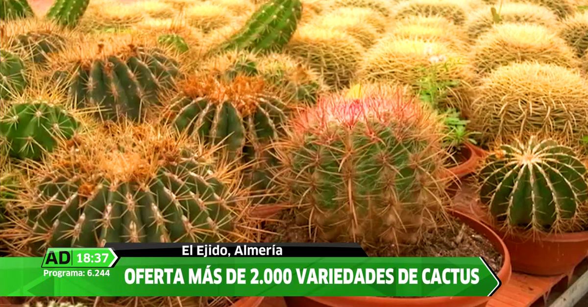 Cambió los tomates por los cactus, y ahora es el primer productor de España