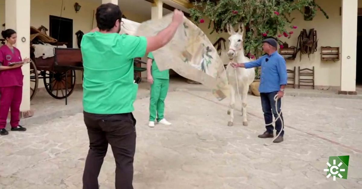 Dos formas de salvar al burro, investigación y refugios para adopción