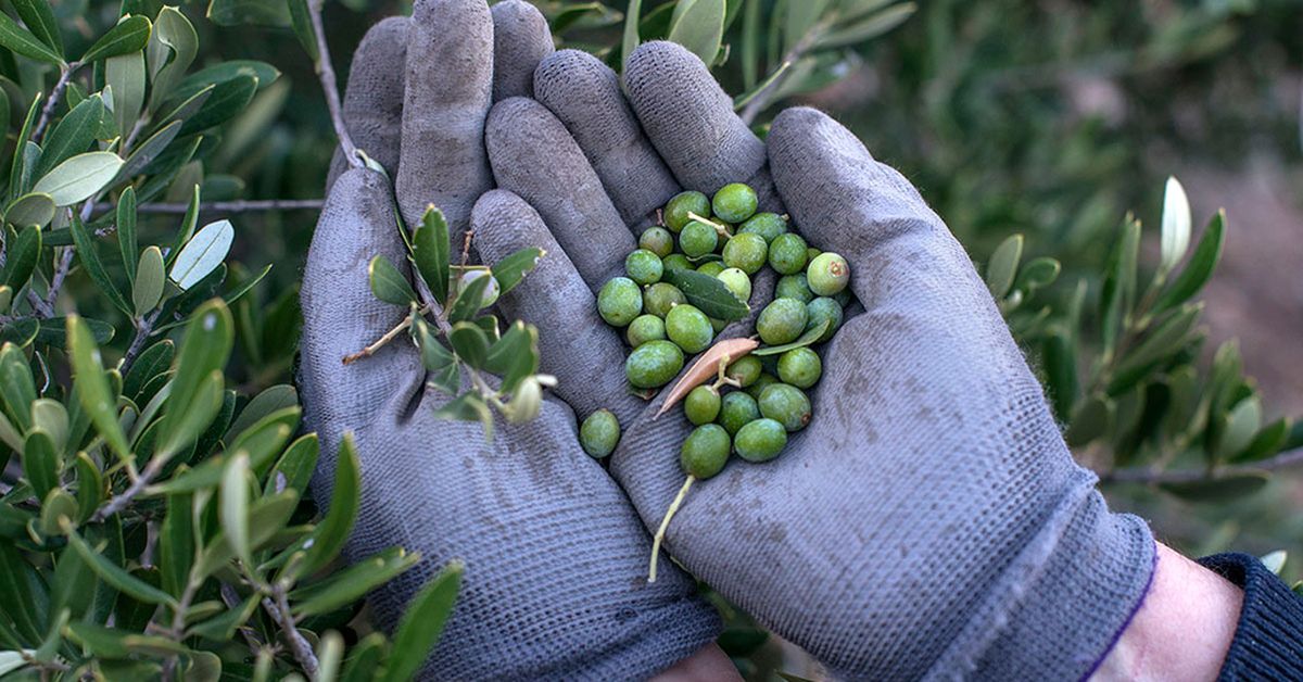 La acebuchina, el aceite gourmet del olivo silvestre