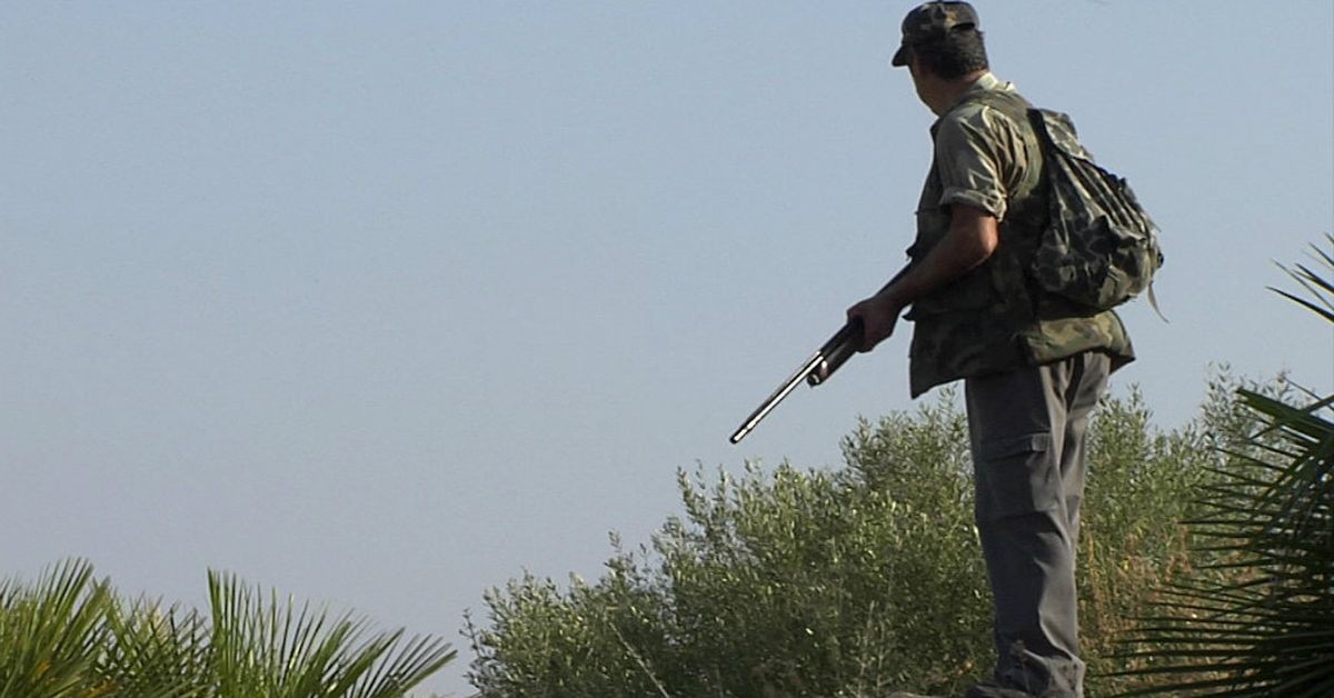 "Lances" dedica un reportaje a la caza de conejos con podencos durante ...