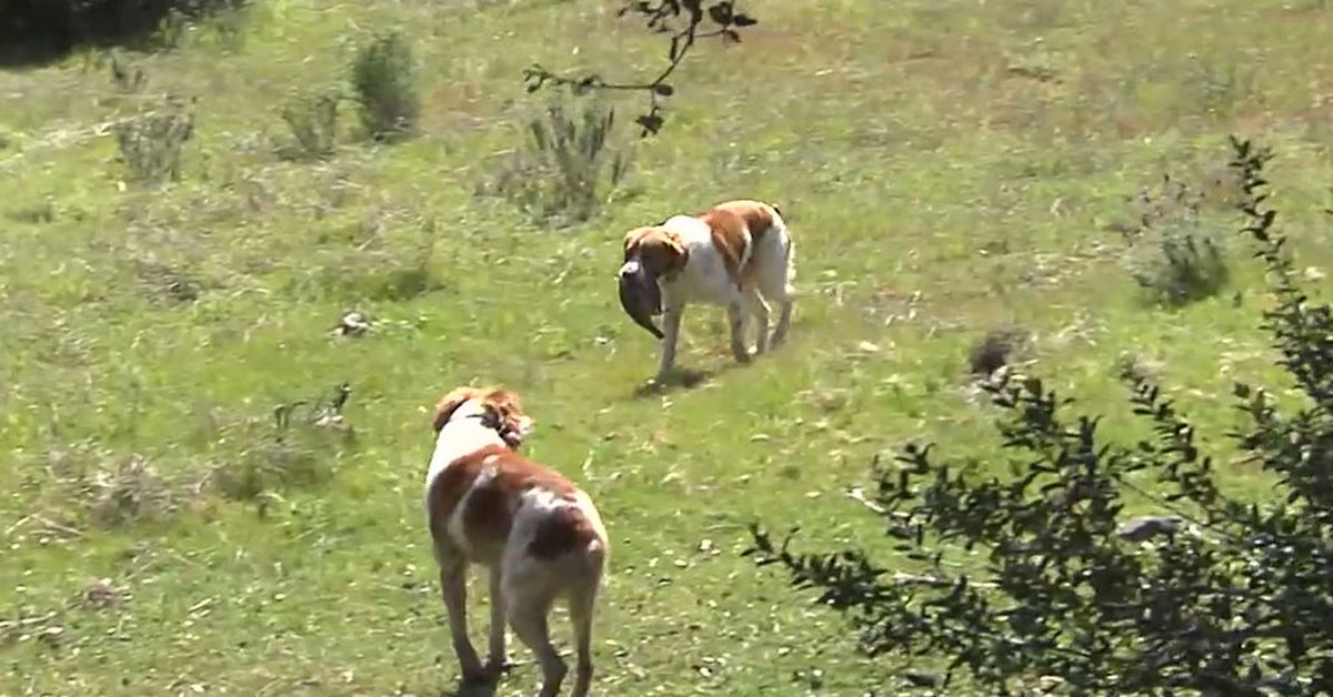 Lances: El arte del adiestramiento: técnicas para potenciar al perro de ...