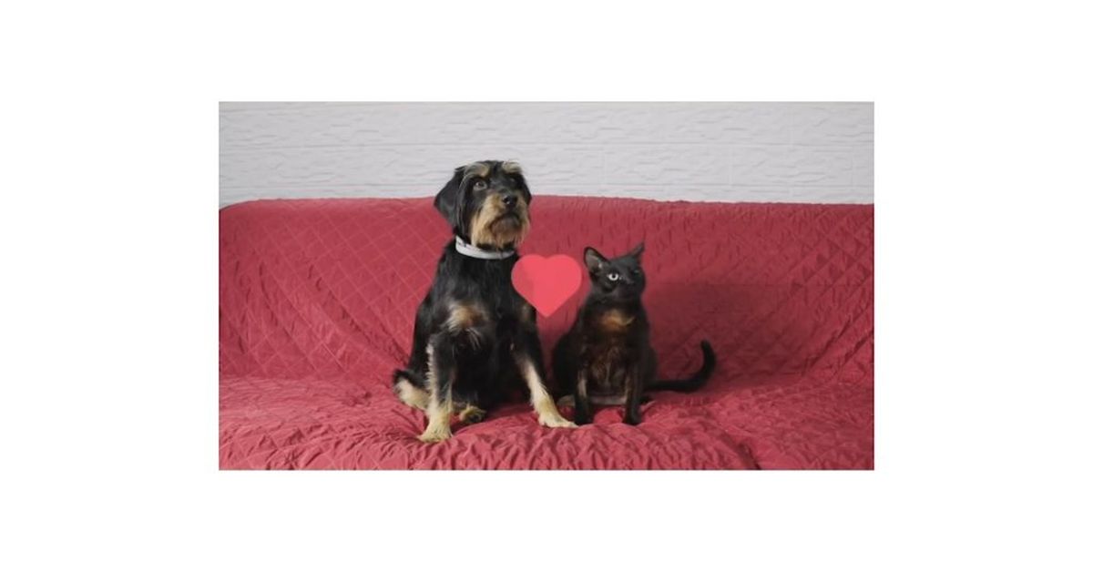 El gato Lilo y el perro Dante, 'superinfluencers' que se tienen el uno ...