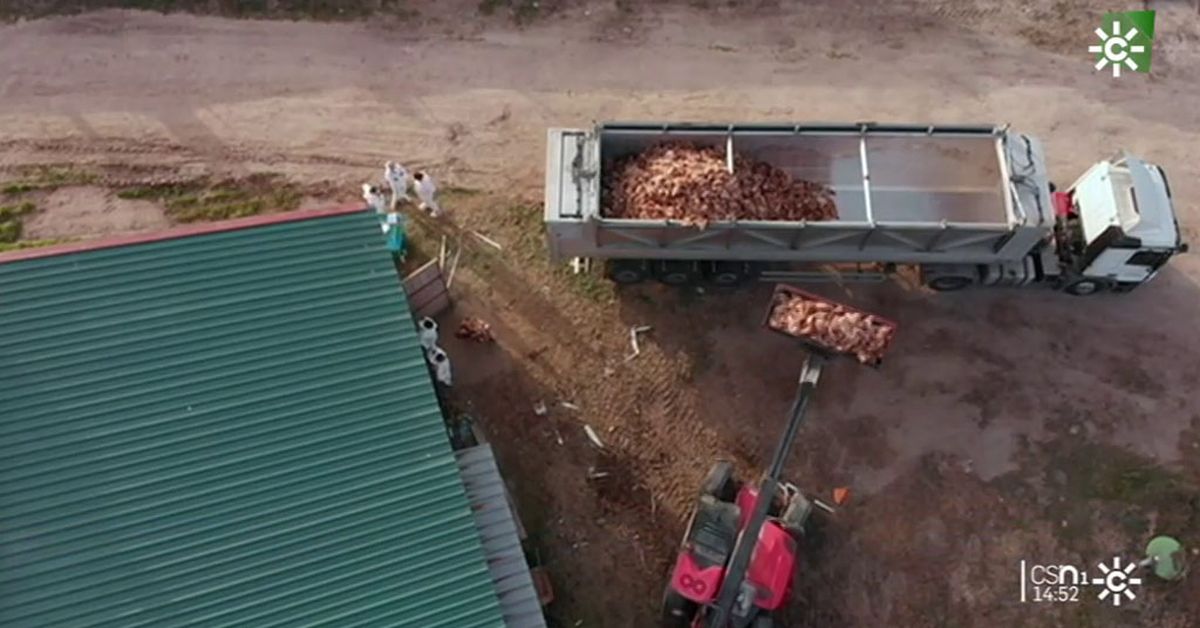 La gripe aviar no afecta a la seguridad alimentaria, pero arruina a los ...