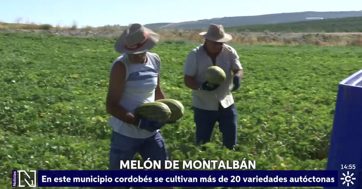 El melón de Montalbán, todo un reclamo