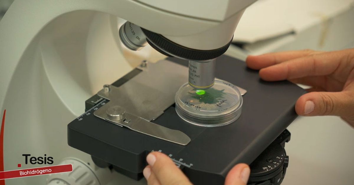 Una combinación ganadora de algas y bacterias