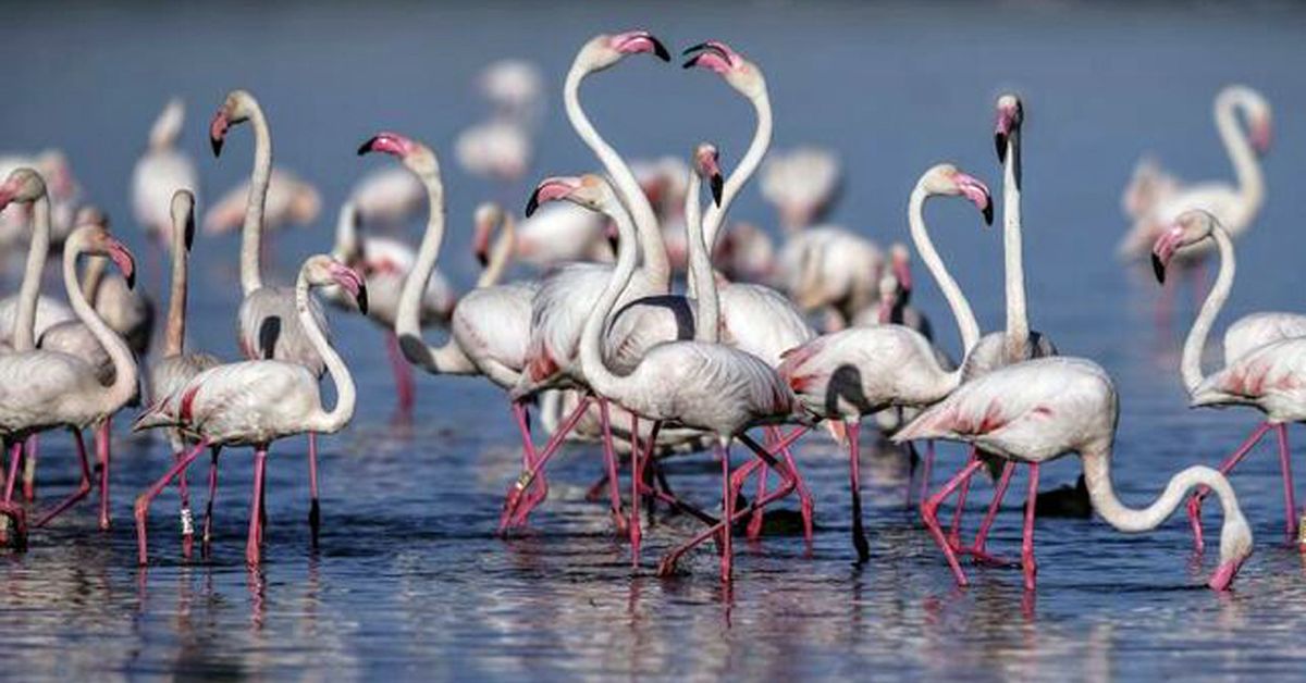 Laguna de Fuente de Piedra: la familia crece